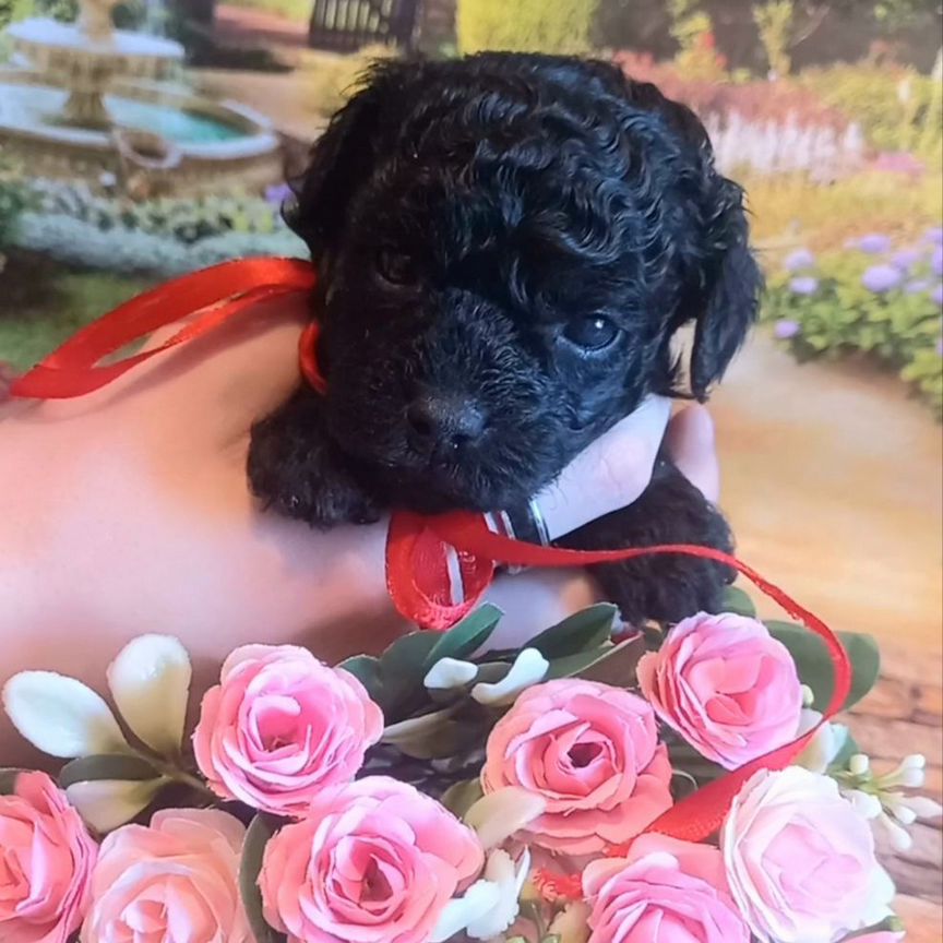 Той-пудель, щенок