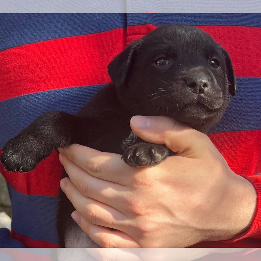 Щенок в добрые руки