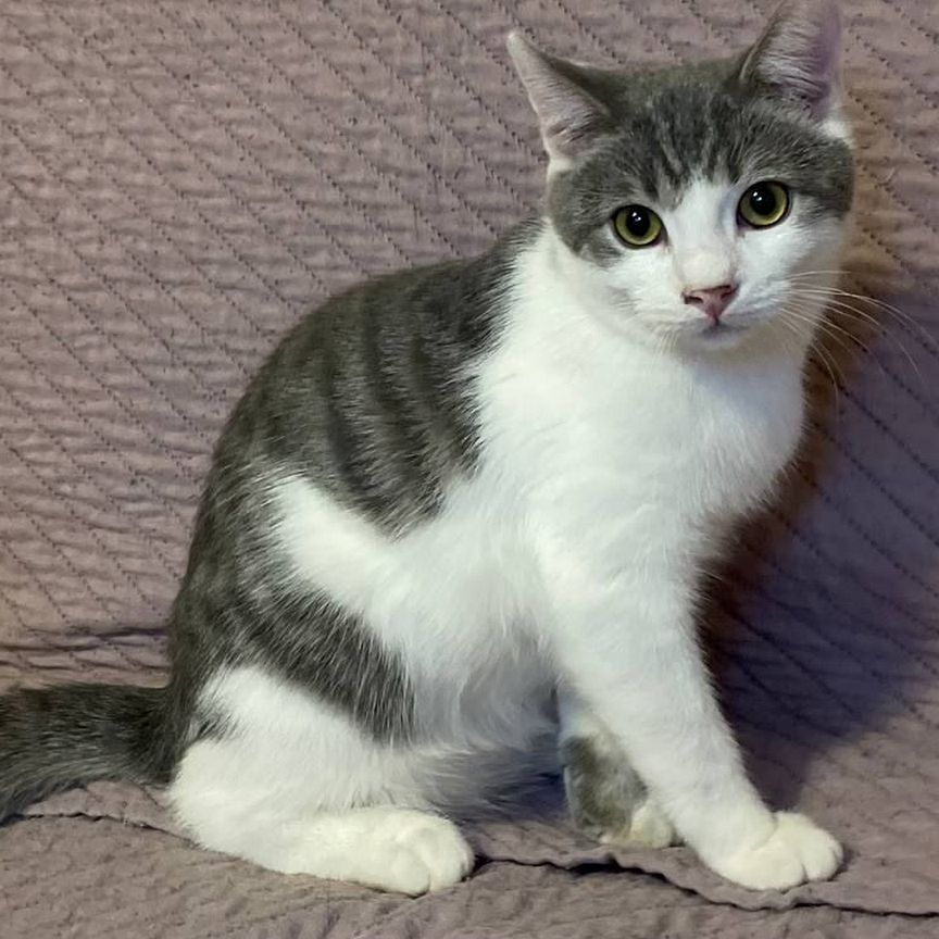 Котёнок от частного владельца