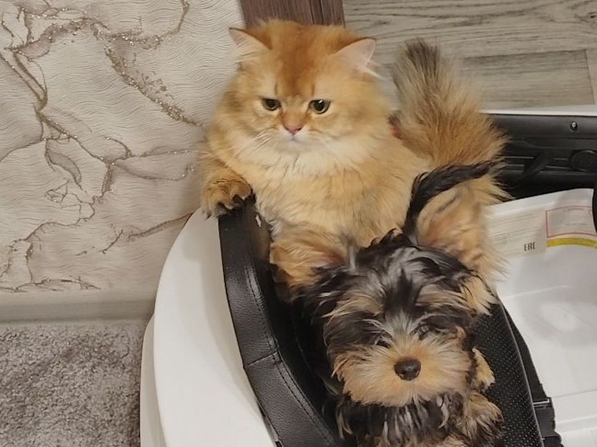 Продам собачку 4месяца,ерк