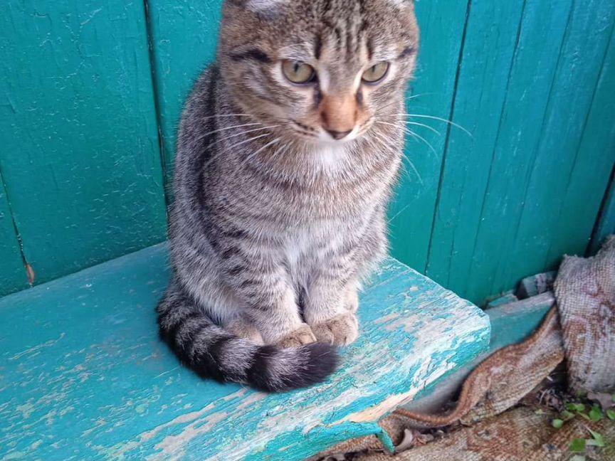 Котёнок 6 мес мальчик в добрые руки