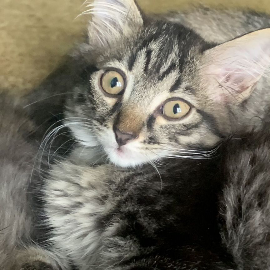 Отдам в добрые руки