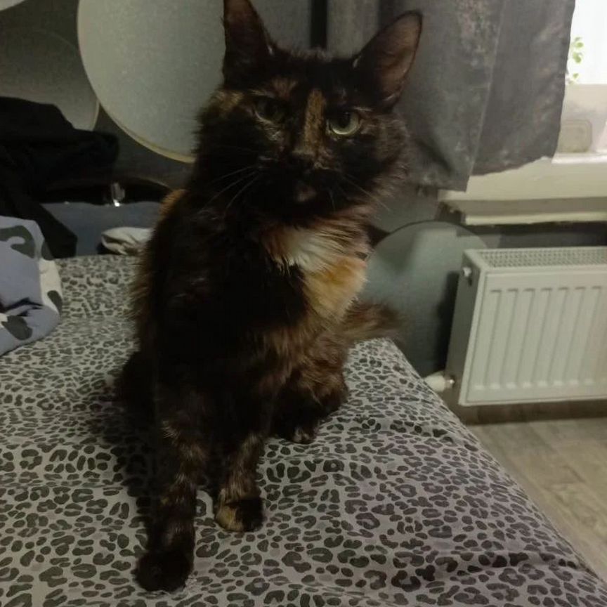 Взрослая кошка в добрые руки