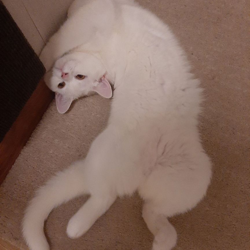 Британская белая кошка