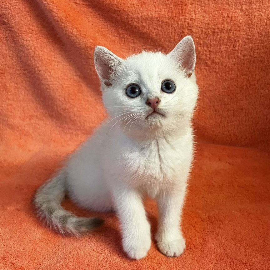 Шотландские котята серебристая шиншилла поинт