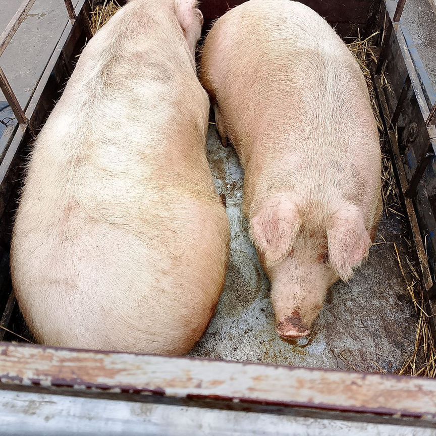 Свиньи хряки