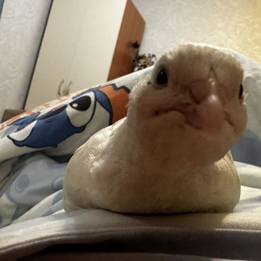 Перепел