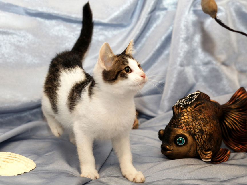 Малыш из мини-приюта в поисках хозяев