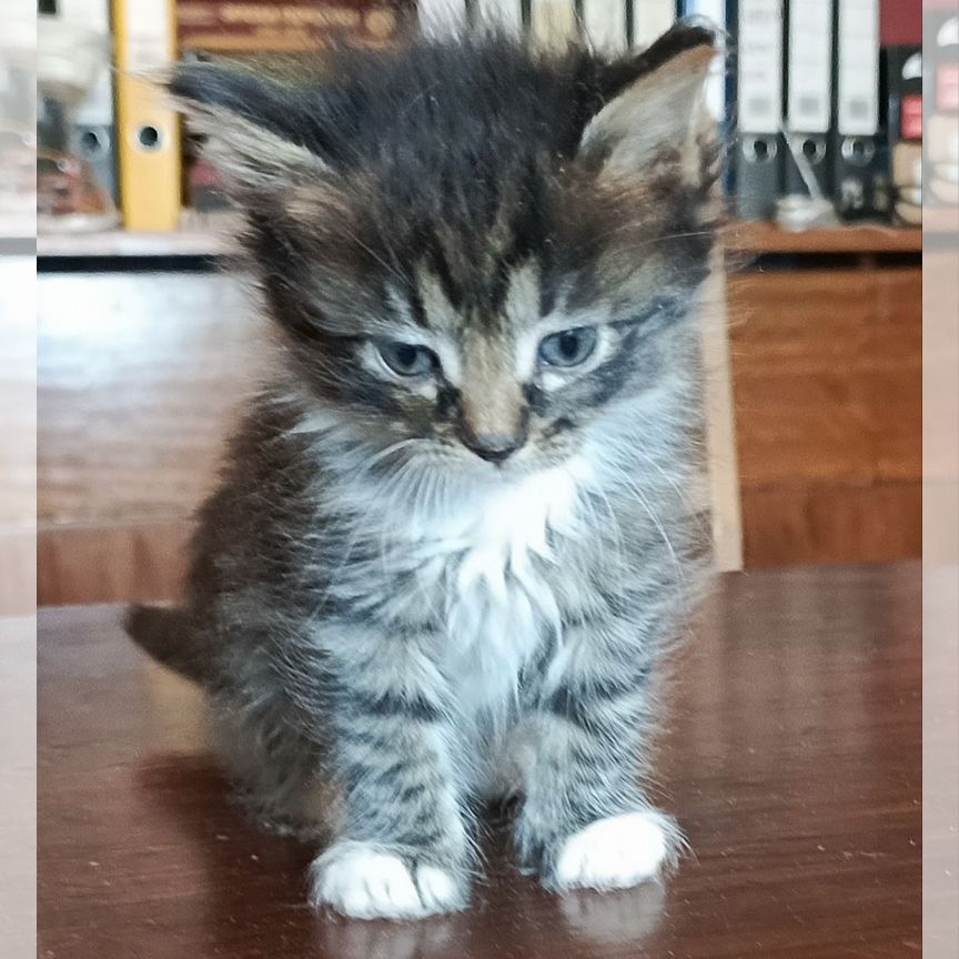 Котёнок в добрые руки