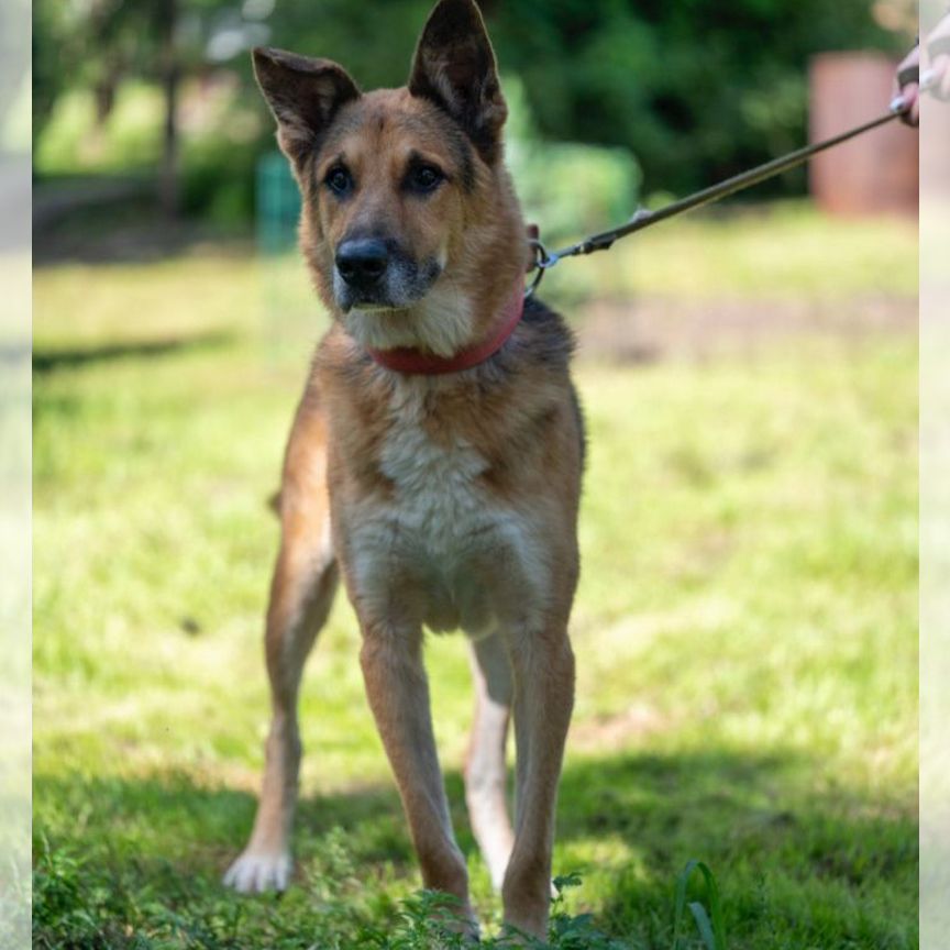 Восточноевропейская овчарка, взрослый пёс