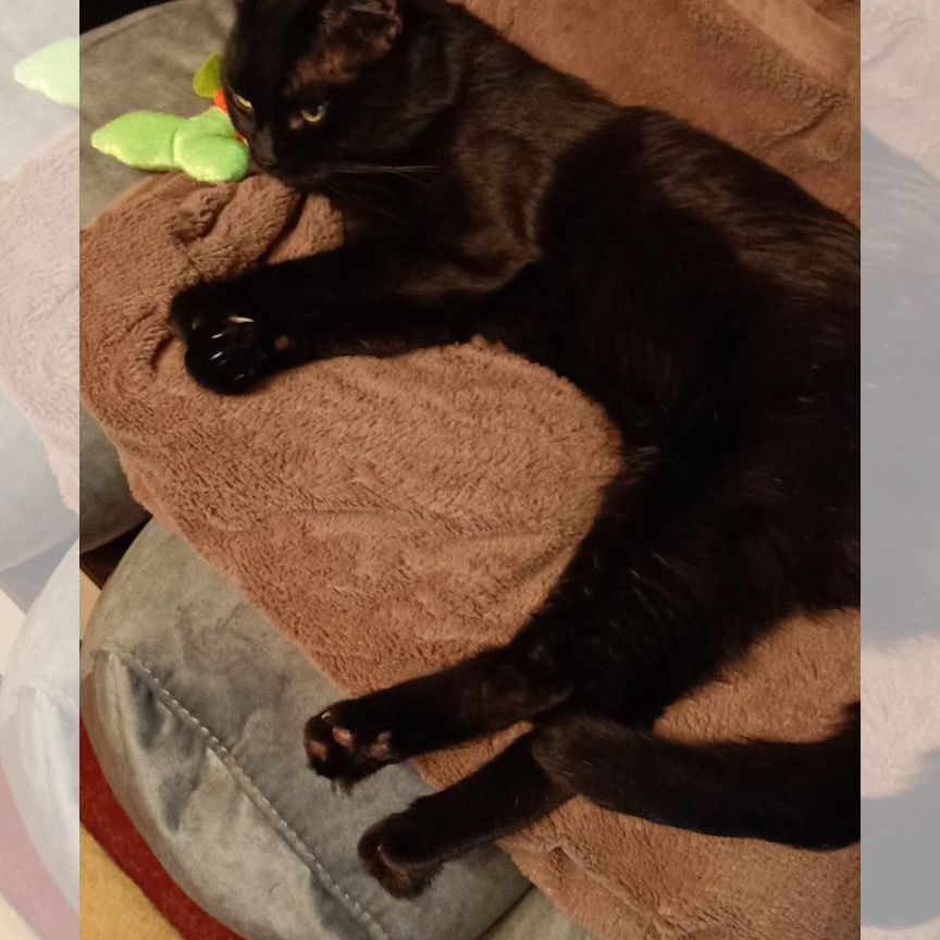 Отдам кота в добрые руки. Кот ласковый, ручной
