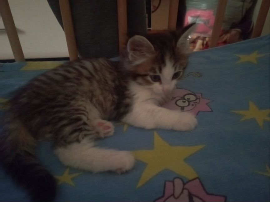 Котенок