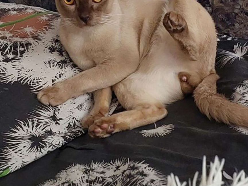 Бурманский кот на вязку