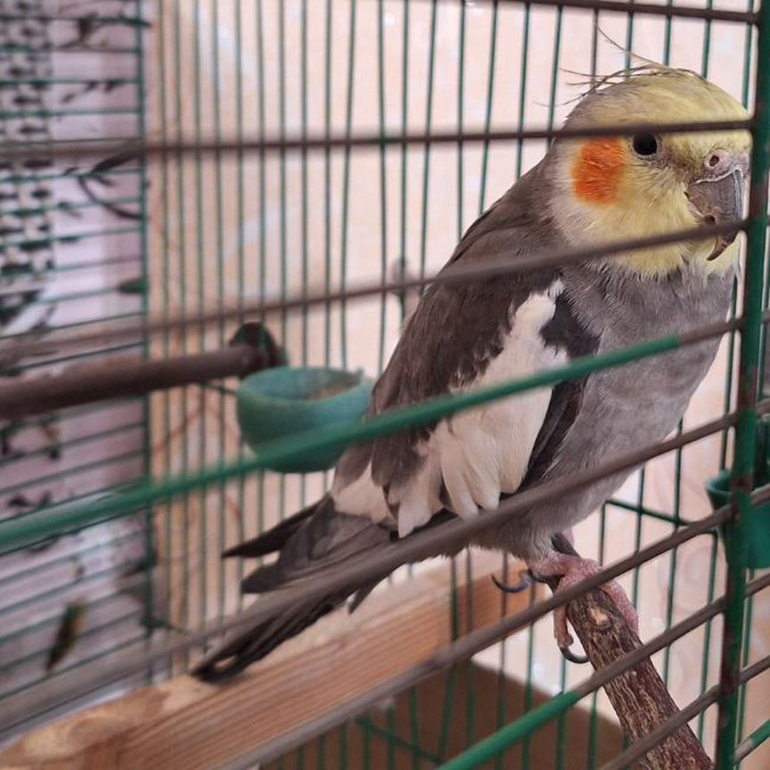 Попугай корелла