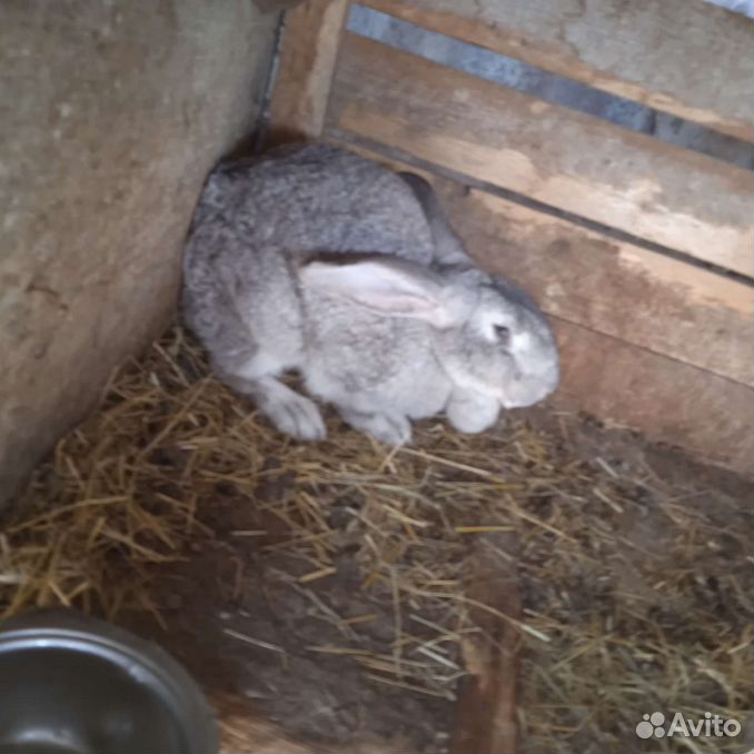 Прадаю кролик две самки хороше маладое