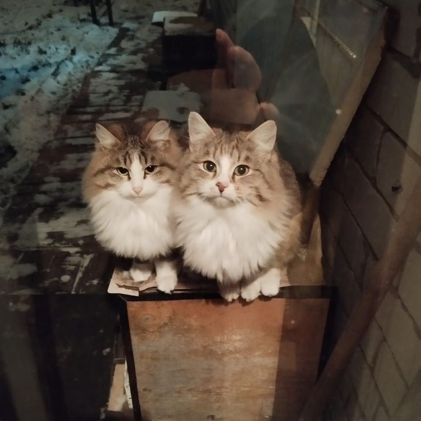 Котята выросли. Хочу отдать в хорошие руки