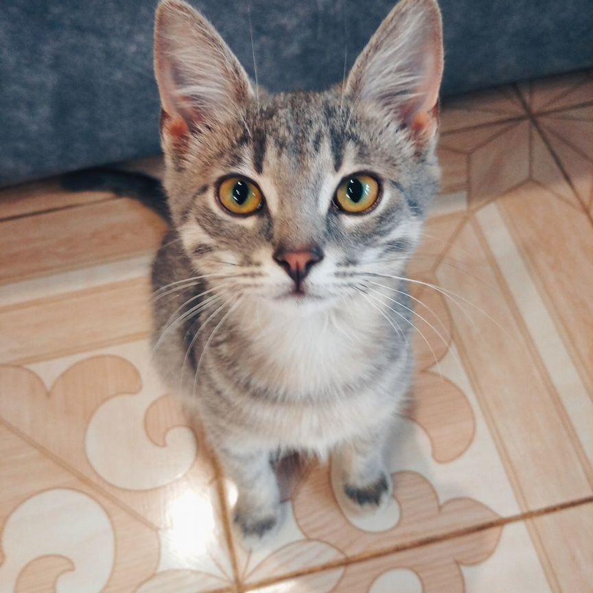 Котёнок красивый