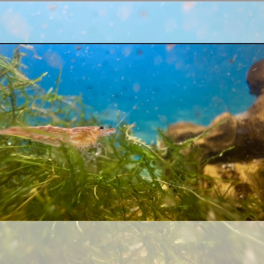 Аквариум креветочник