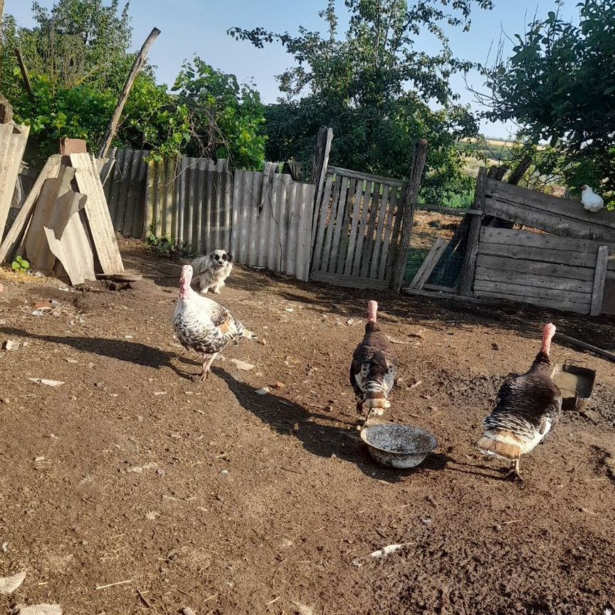 Продаютса 2 индюка