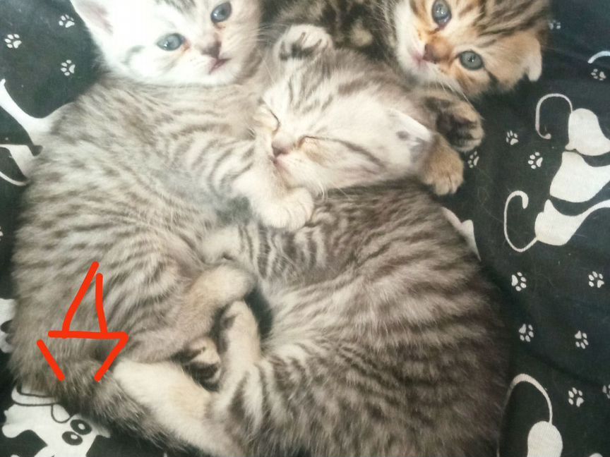 Шотландские котята