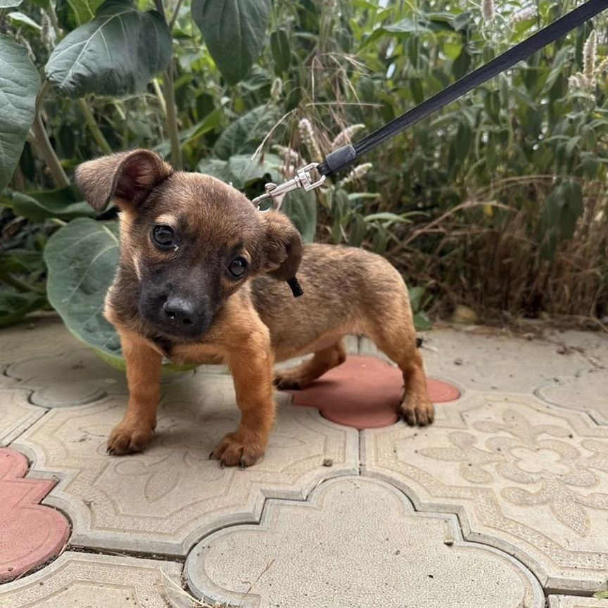 Щенок в добрые руки, мелкаши