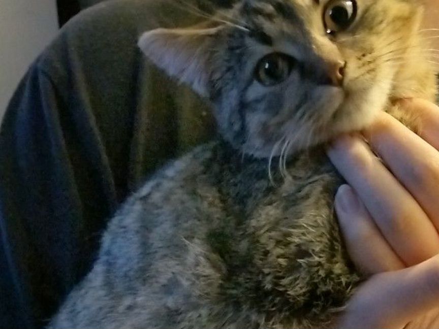 Котёнок в добрые руки