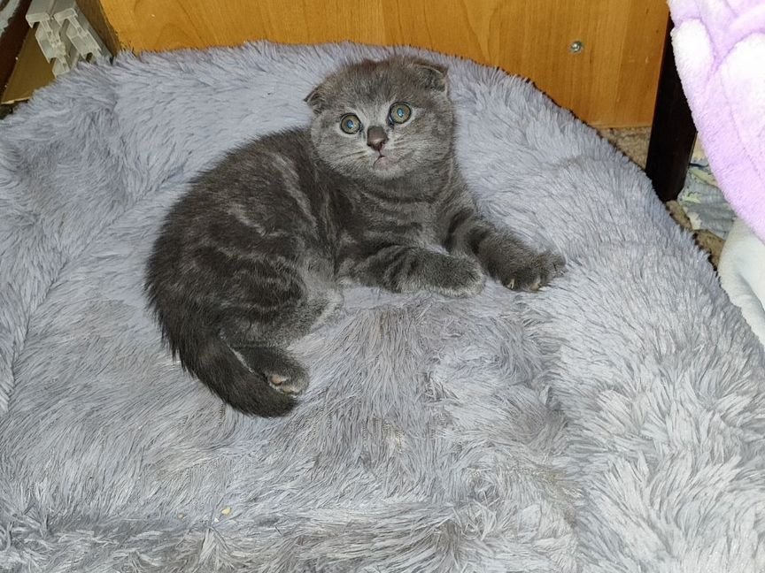 Британская вислоухая