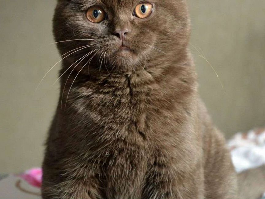 Шотландский кот на вязку
