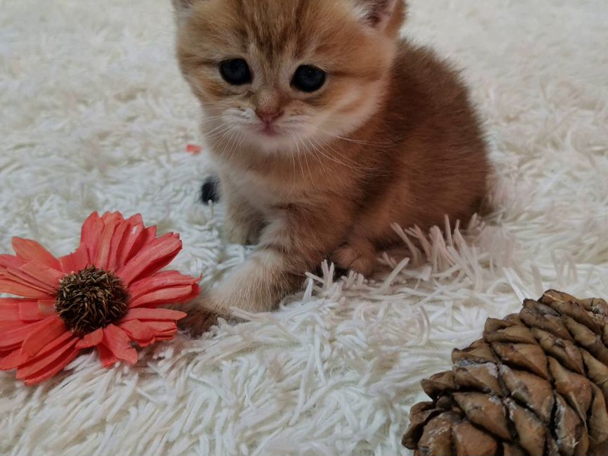Молодая шотландская кошечка