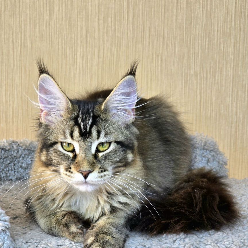 Котята мейн-кун