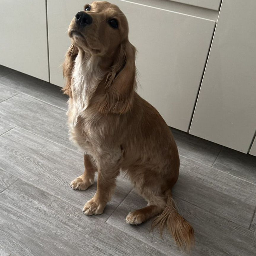 Английский кокер-спаниель, щенок