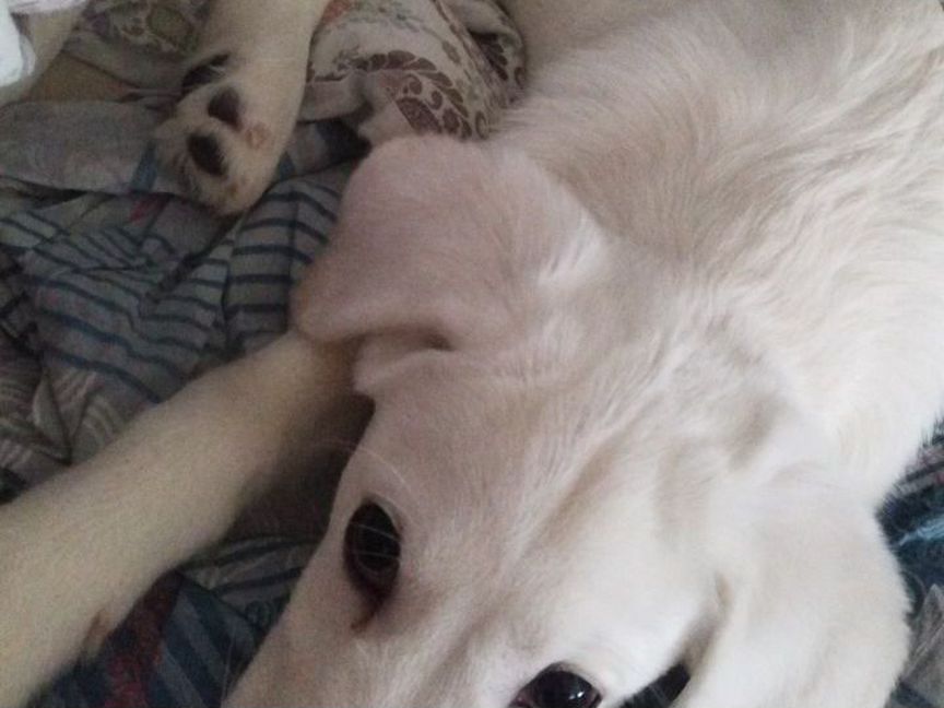 Собака в добрые руки щенок лабрадора