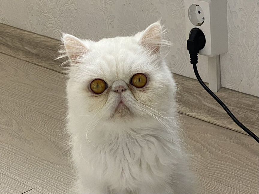 Персидская кошечка