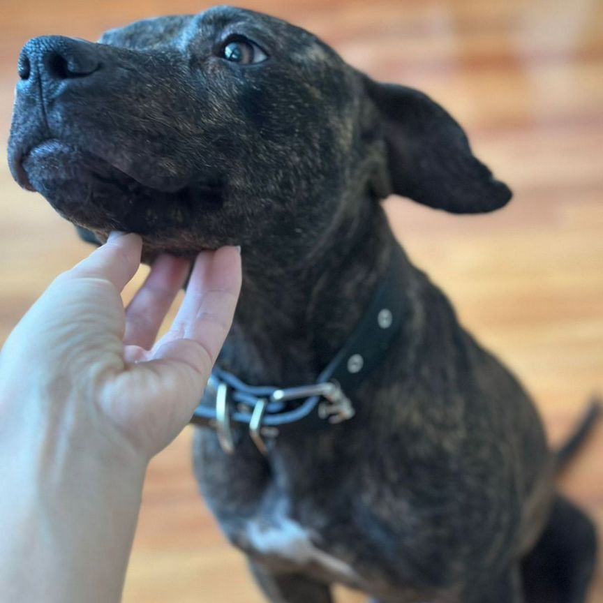 Стаффордширский терьер