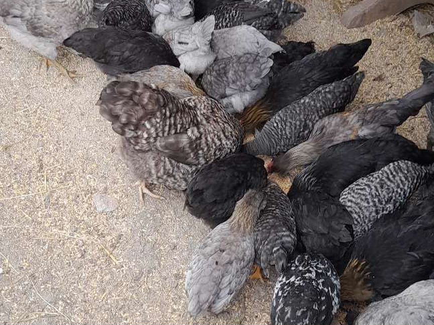 Куры молодки доминант, фавероль, хохлатые, бетамка