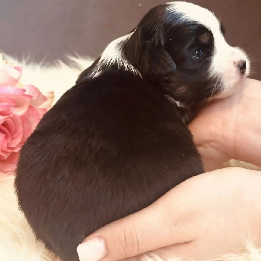 Миниатюрная американская овчарка, щенок