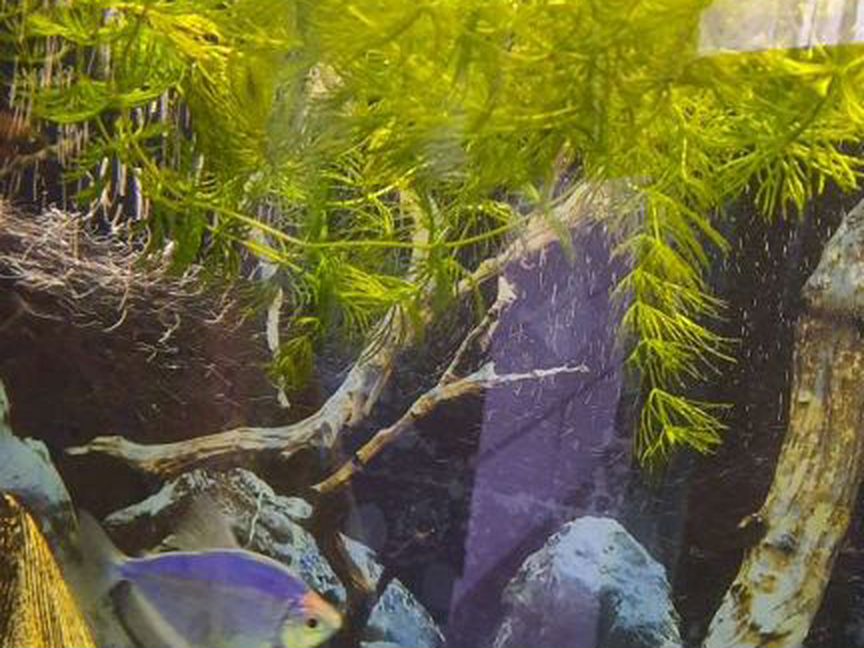 Аквариумные растения