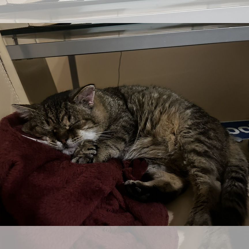 Взрослый кот в добрые руки