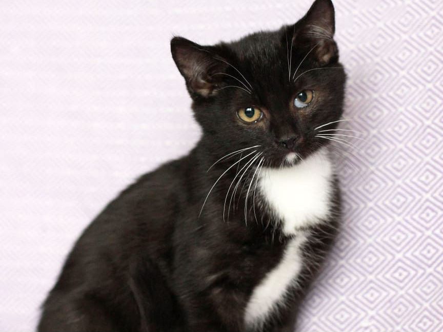 Котик в лобрые руки