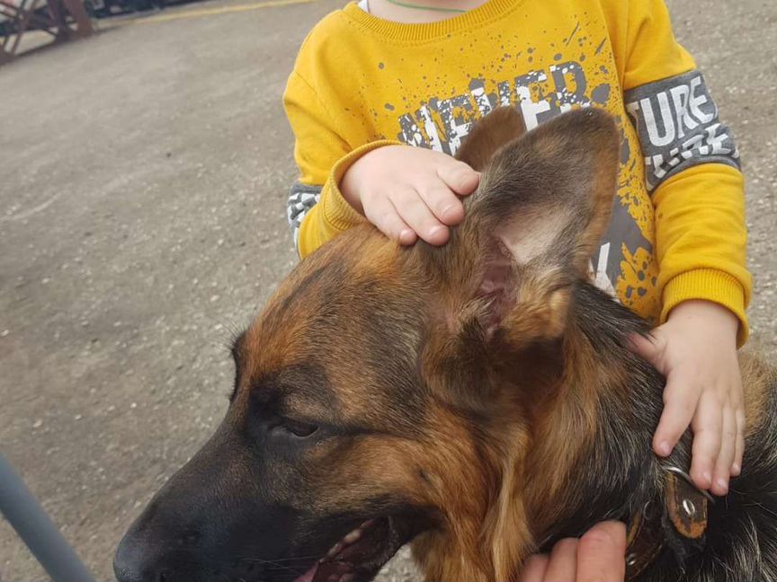 Собака немецкая овчарка бесплатно