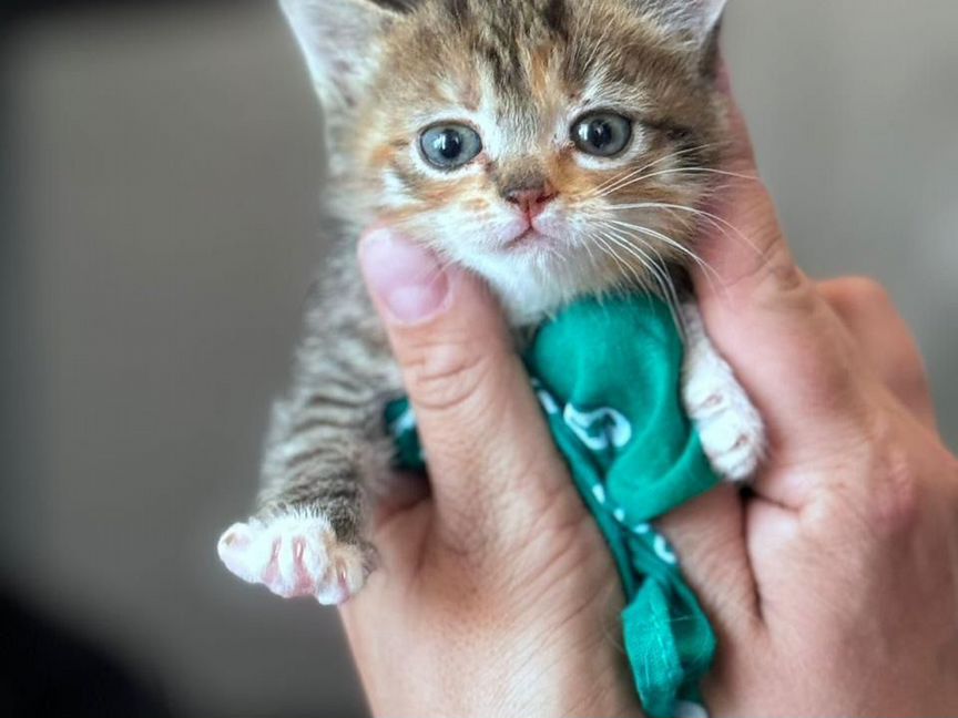 Котята из приюта, сироткам нужен дом