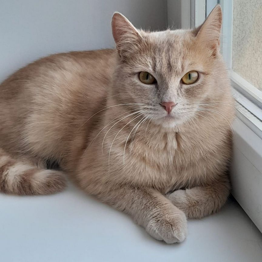 Рыжий котенок в добрые руки