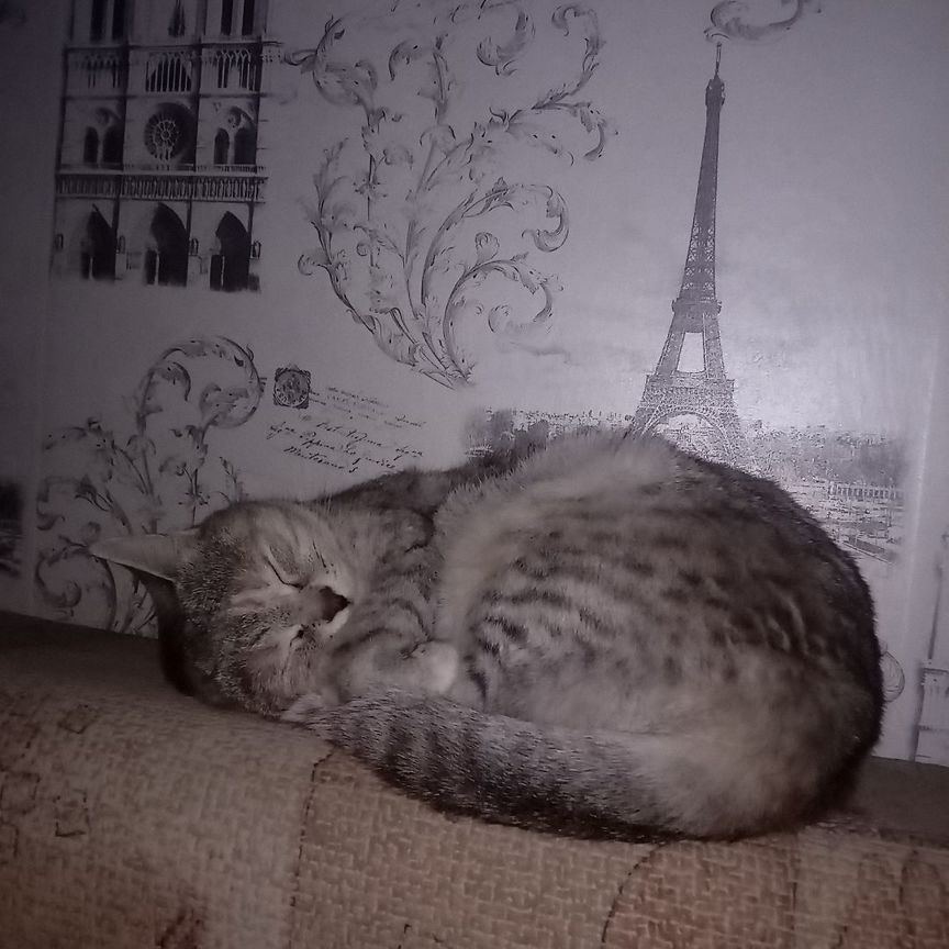Кошка ишет дом