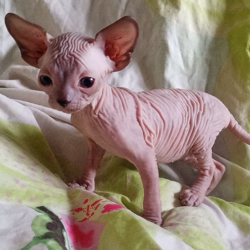 Котенок донского сфинкса