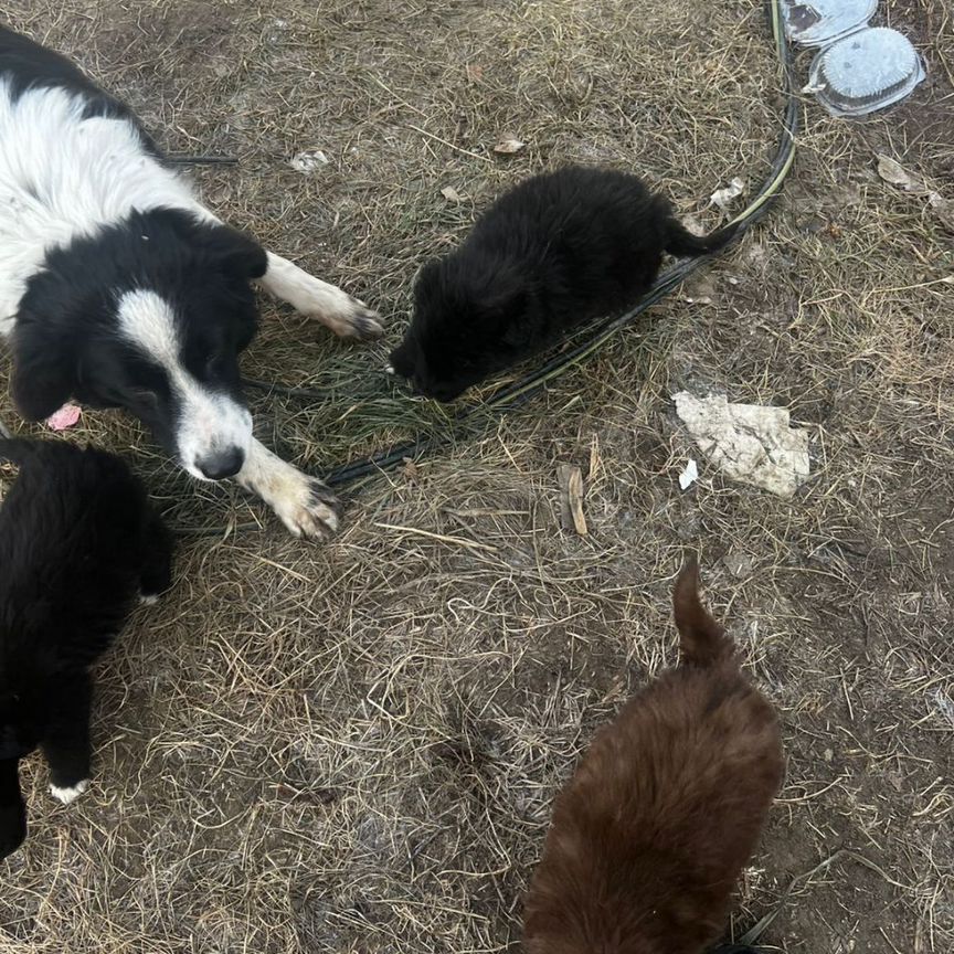 Щенок в добрые руки