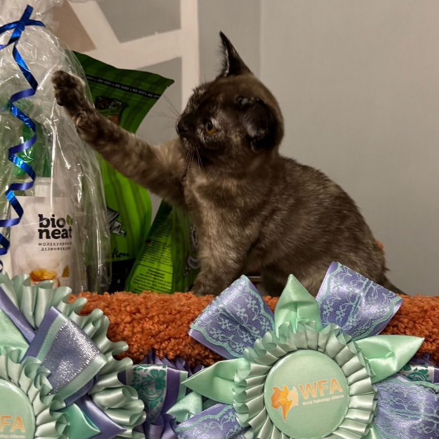 Европейский бурманский котёнок