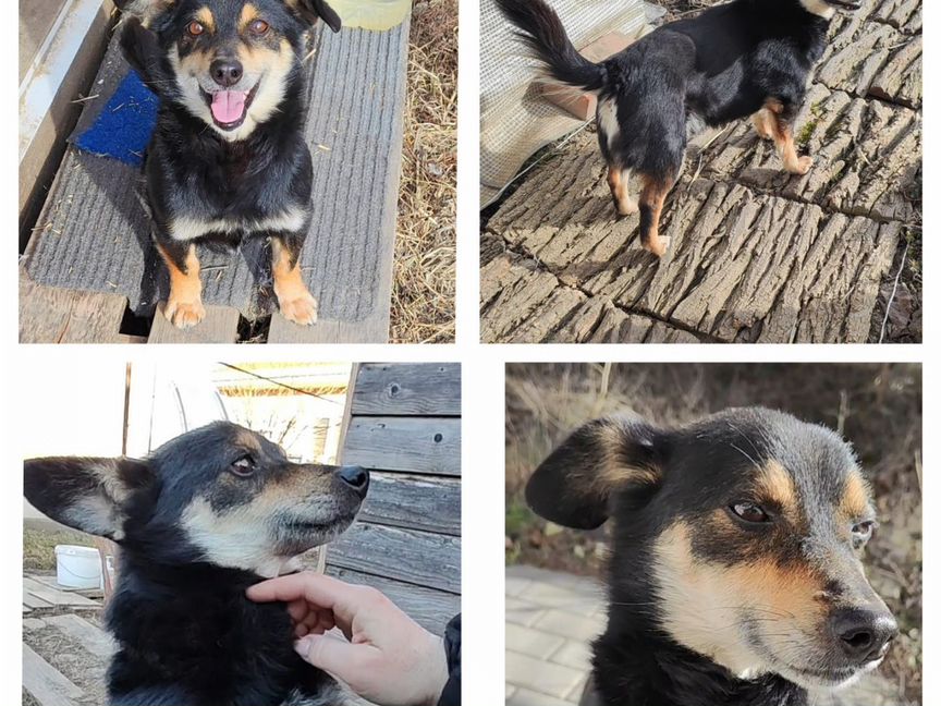 Маленький пёс, собака, кобель