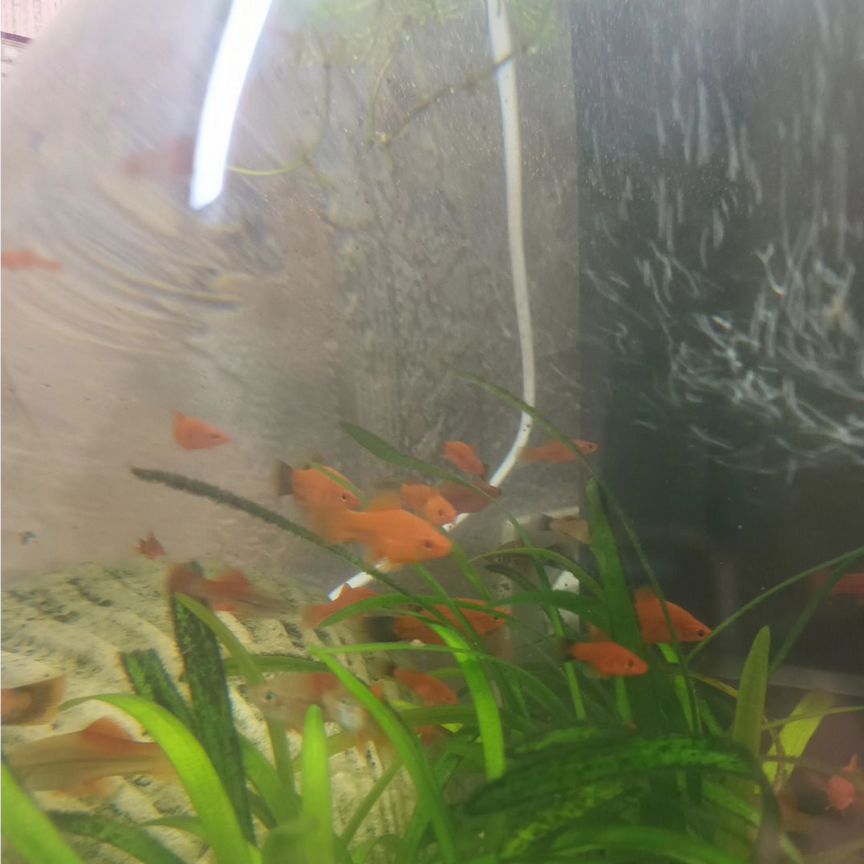 Аквариумные рыбки меченосцы