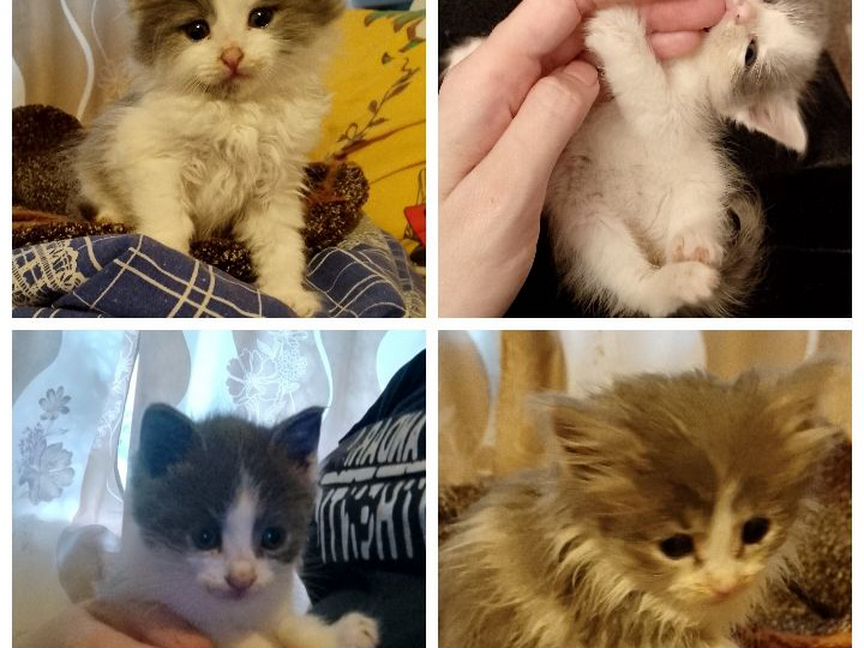 Котята в добрые руки