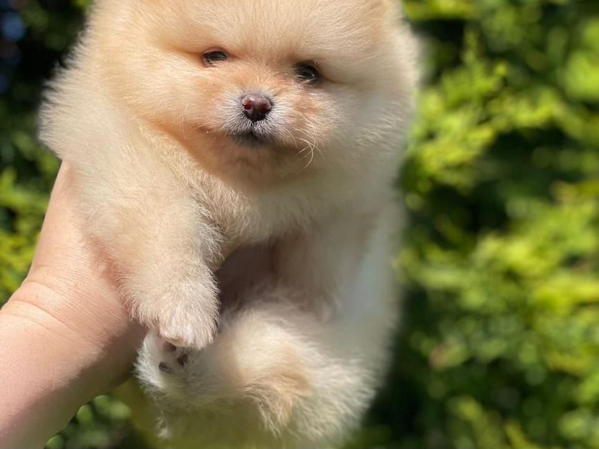 Померанцы мальчики